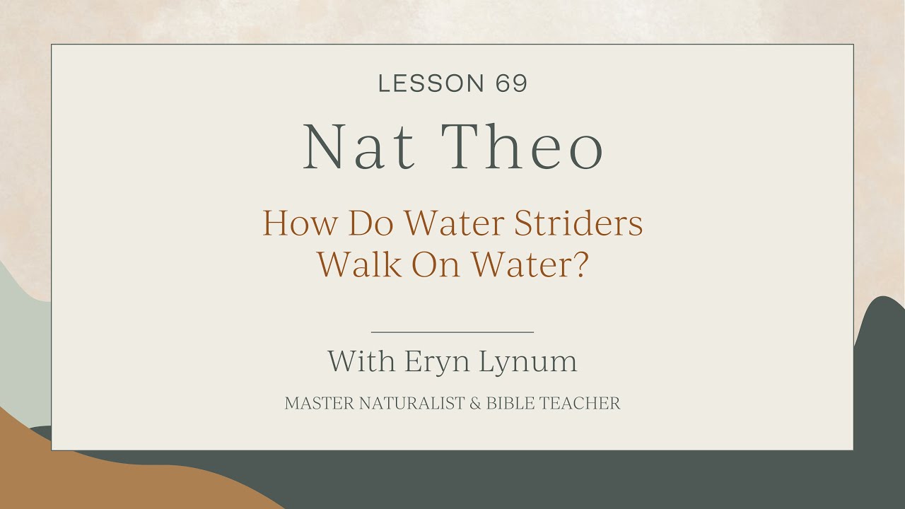 How Do Water Striders Walk On Water? Lesson 69 - YouTube