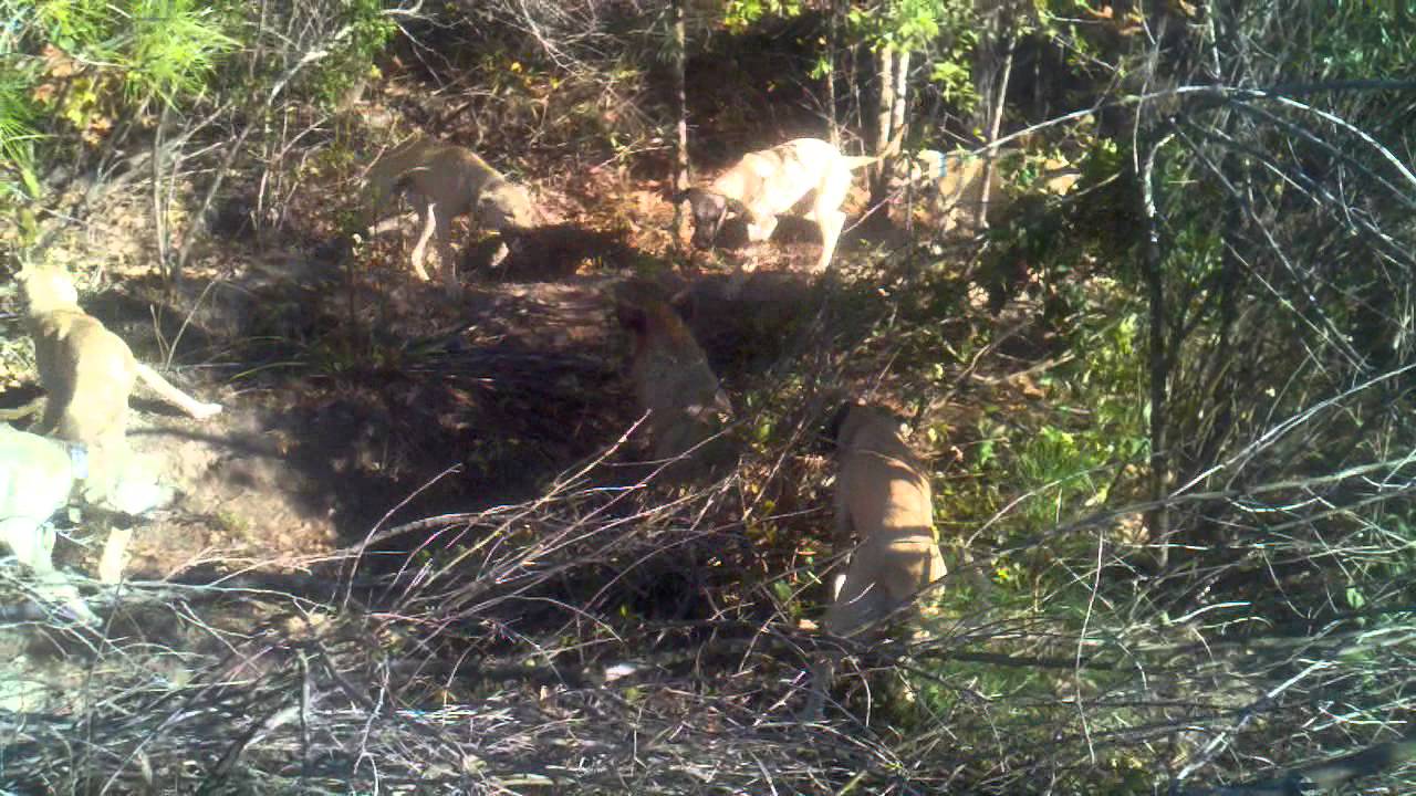 Blackmouth cur baying a hog - YouTube