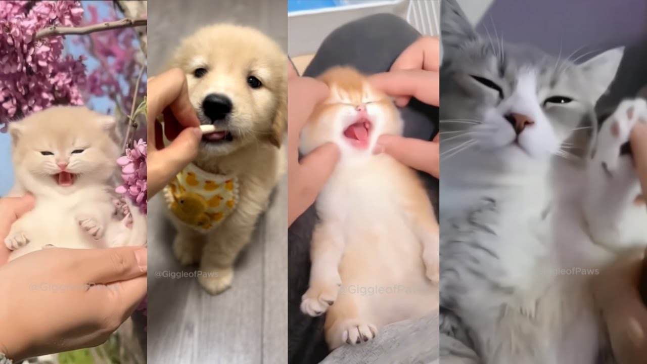 Cats and dogs compilation - Giggle of Paws - YouTube