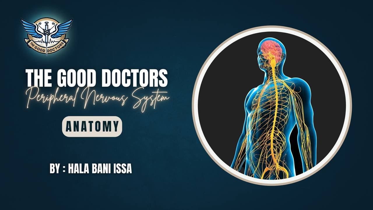 Lecture 13- Lumber and sacral plexus: Anatomy (PNS) - YouTube