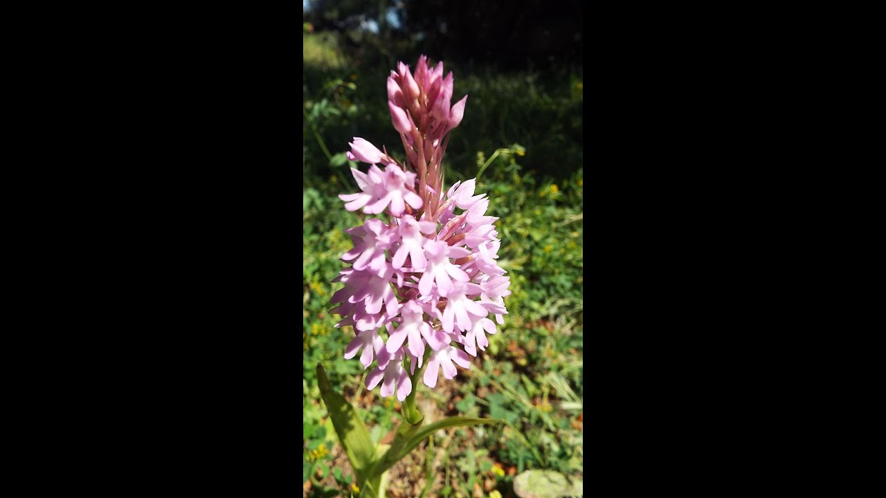 Wild Plants and Wild Flowers of Cyprus (Part One) - YouTube