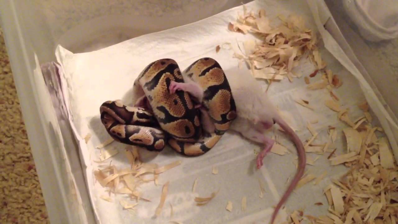 Pastel Ball Python attacks Huge rat - YouTube