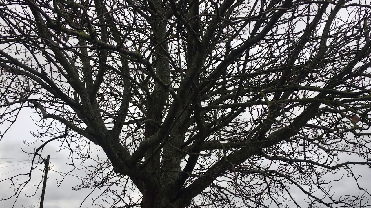 Swedish whitebeam - entire tree - December 2019 - YouTube
