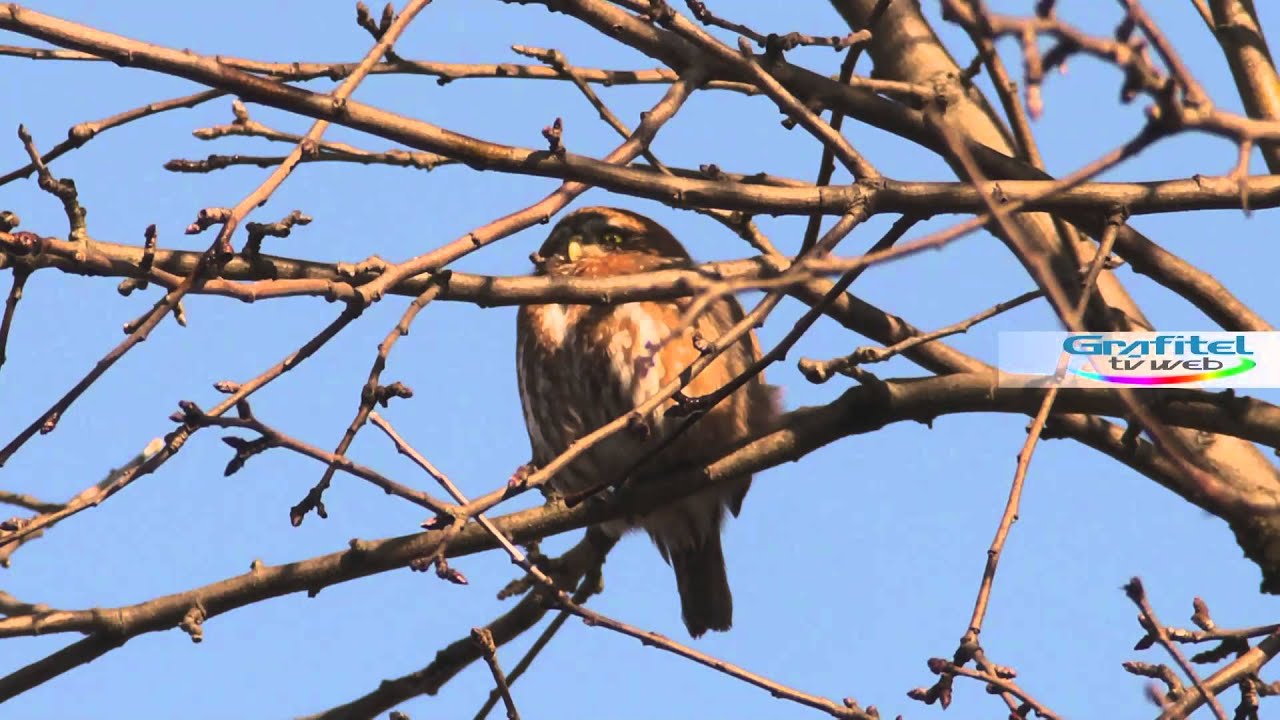 Chuncho (Glaucidium nanum) - YouTube