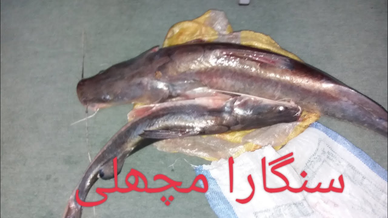 Giant singhara cat fish ll sperata seenghala ll pogal ll fishing in ...