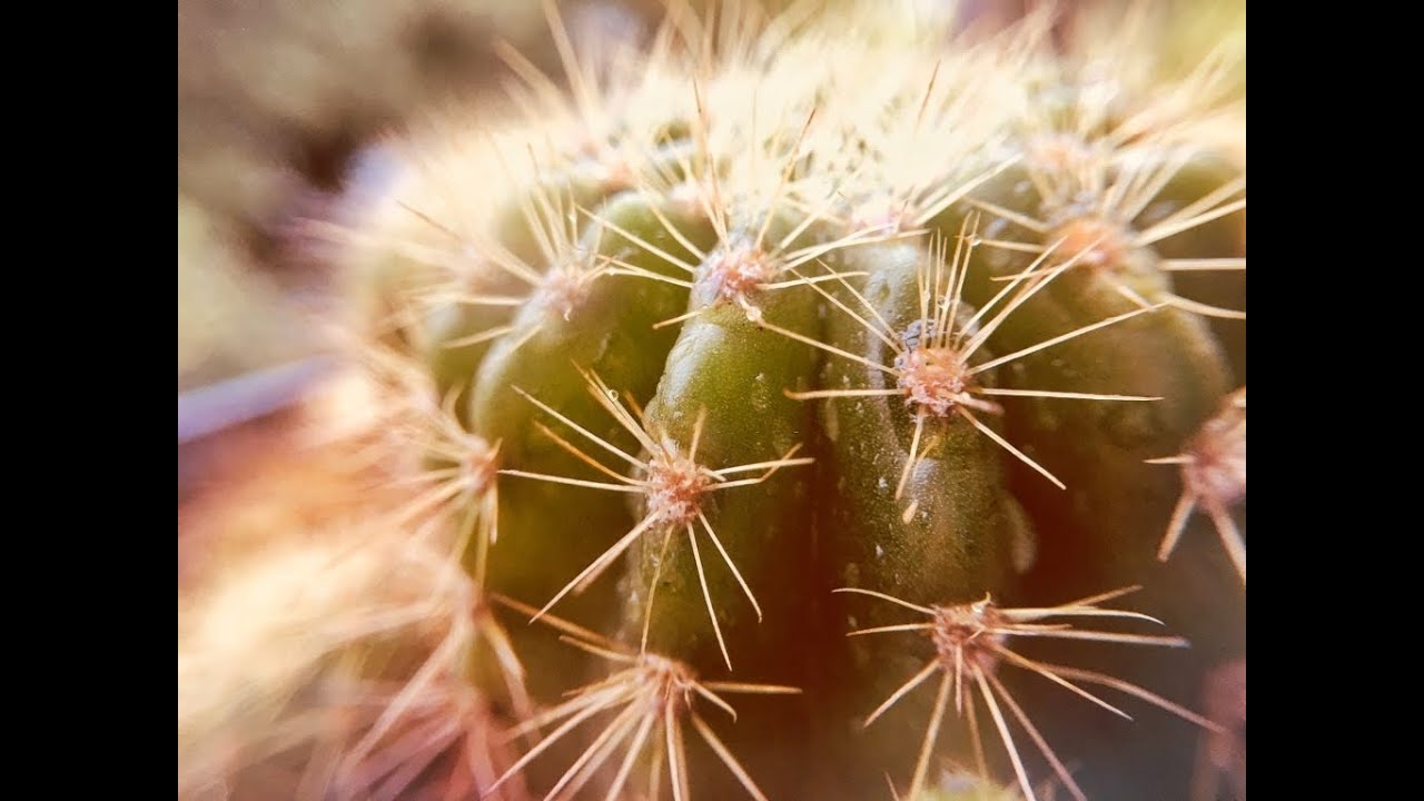 Spread of Vegetation (Torrid zone) - Montessori Geography - YouTube