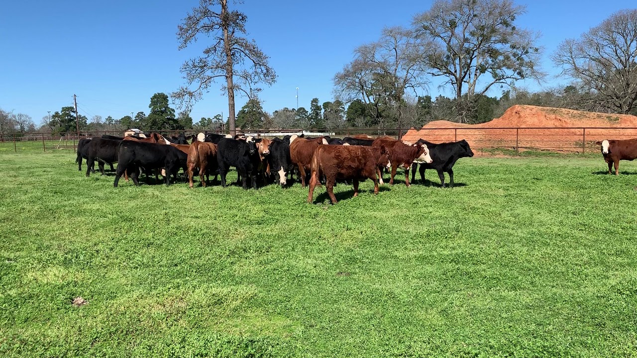 The Cattle Range Listing: 002C622 Video 2 - YouTube