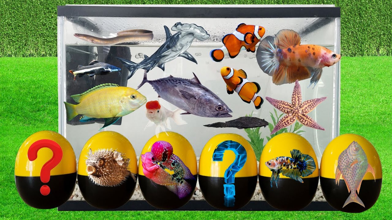 Colorful surprise eggs, lobster, snake, betta fish, weasel, butterfly ...