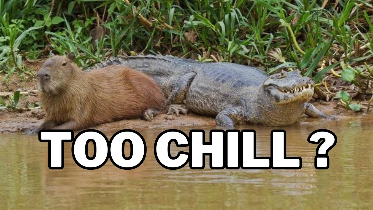Capybaras: The Chillest Animal, Even with Predators Around! - YouTube