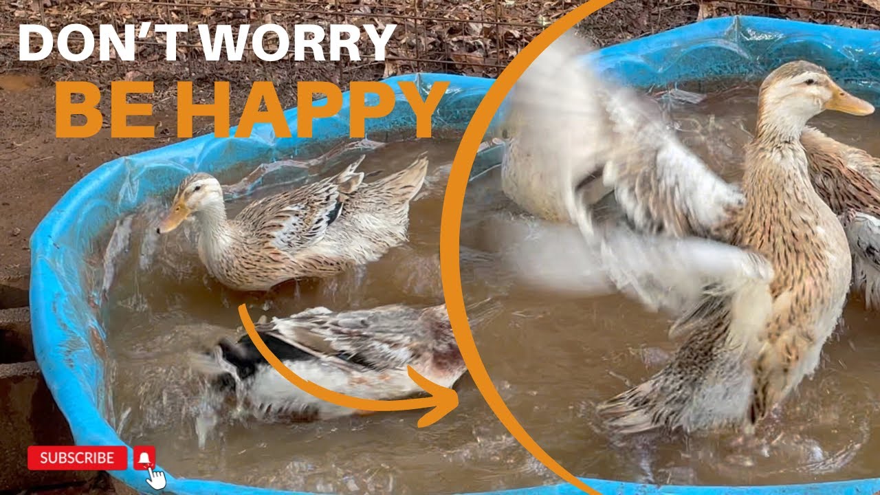Happy like a Duck! [Cute Ducks Bathing] 90 Seconds of Pure Mood Lifting ...