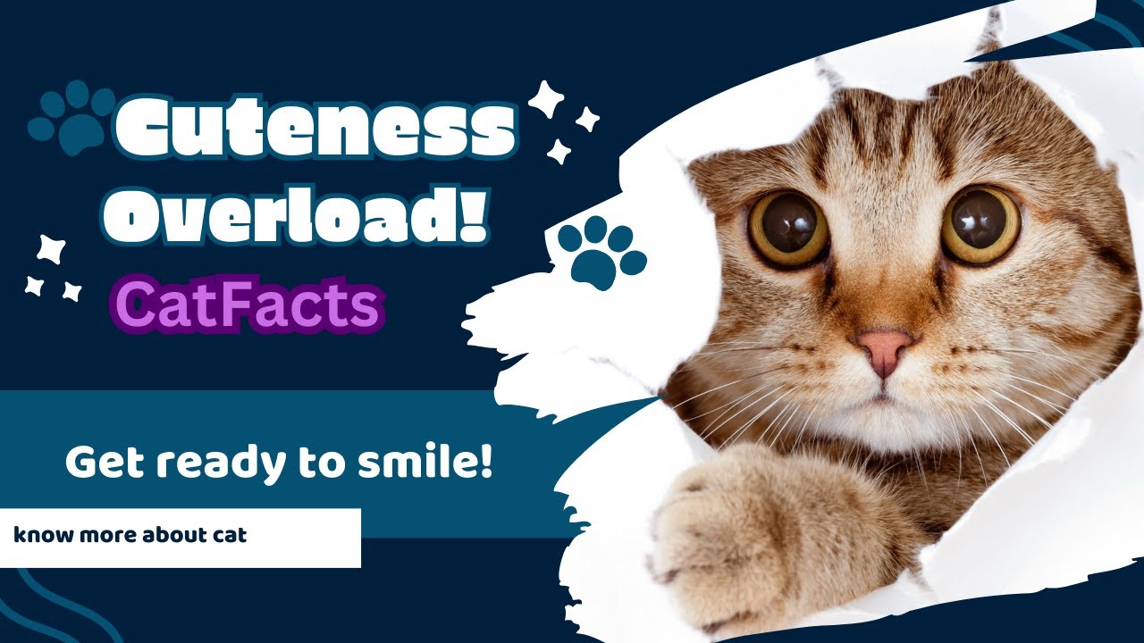 Real facts about cat || Daily route life cycle of cats life cycle ...