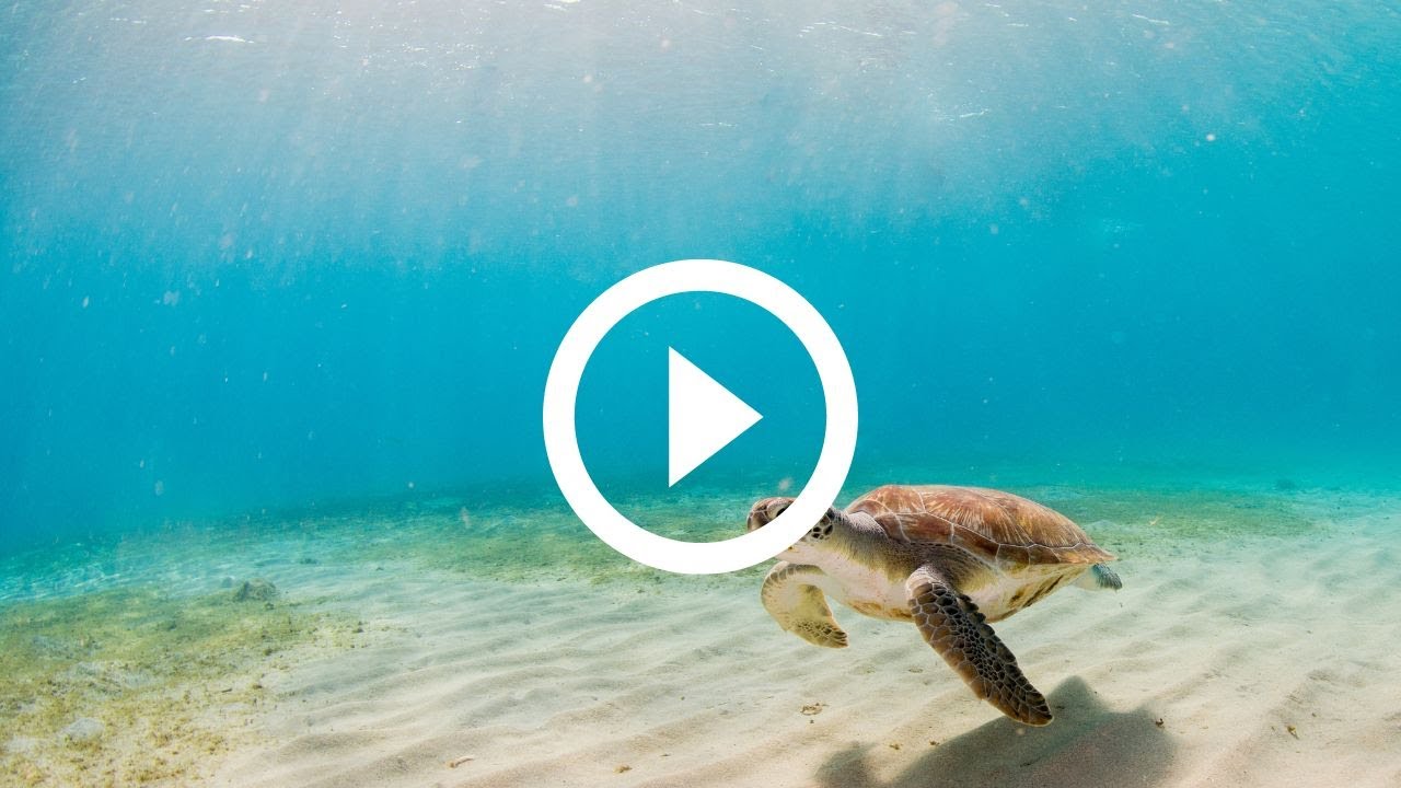Sea Turtles Unveiled Graceful Guardians of the Ocean - YouTube
