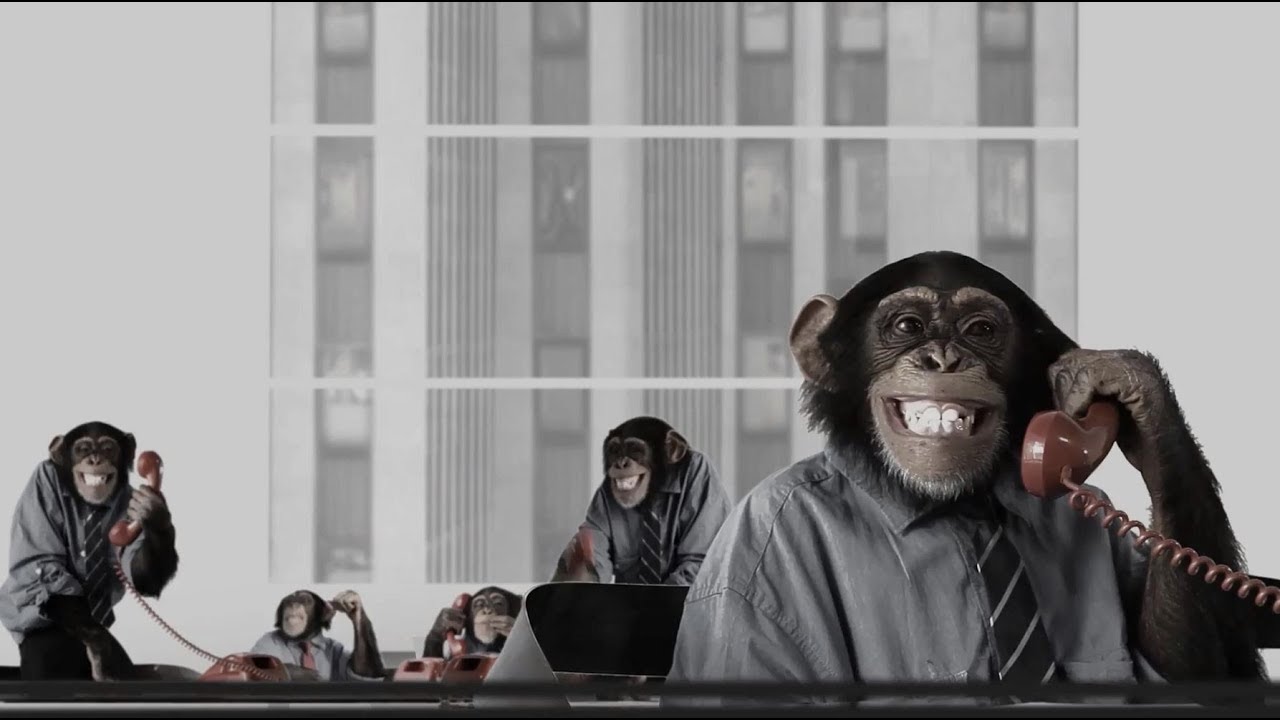 Chimpanzee in the Office - YouTube