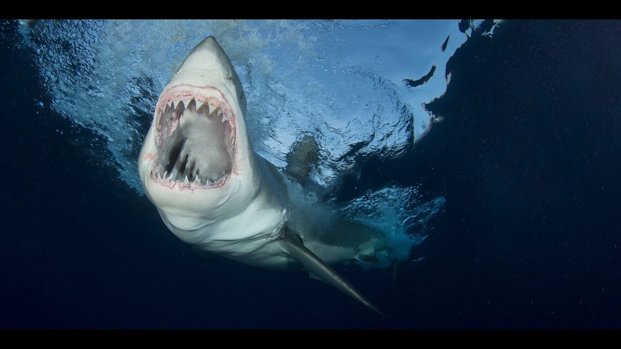Nat Geo Wild Documentary - Great White Sharks of Guadalupe Island ...