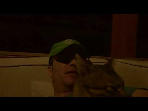KEDİ İSTEDİ... SEVECEZ MECBUREN!!!