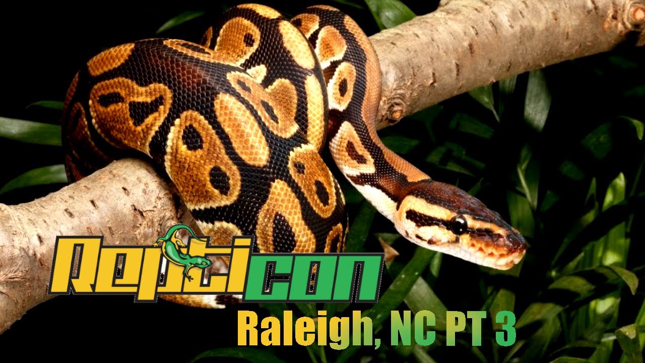 REPTICON Raleigh Winter 2022! Reptiles, Arachnids, & Exotics! Full ...