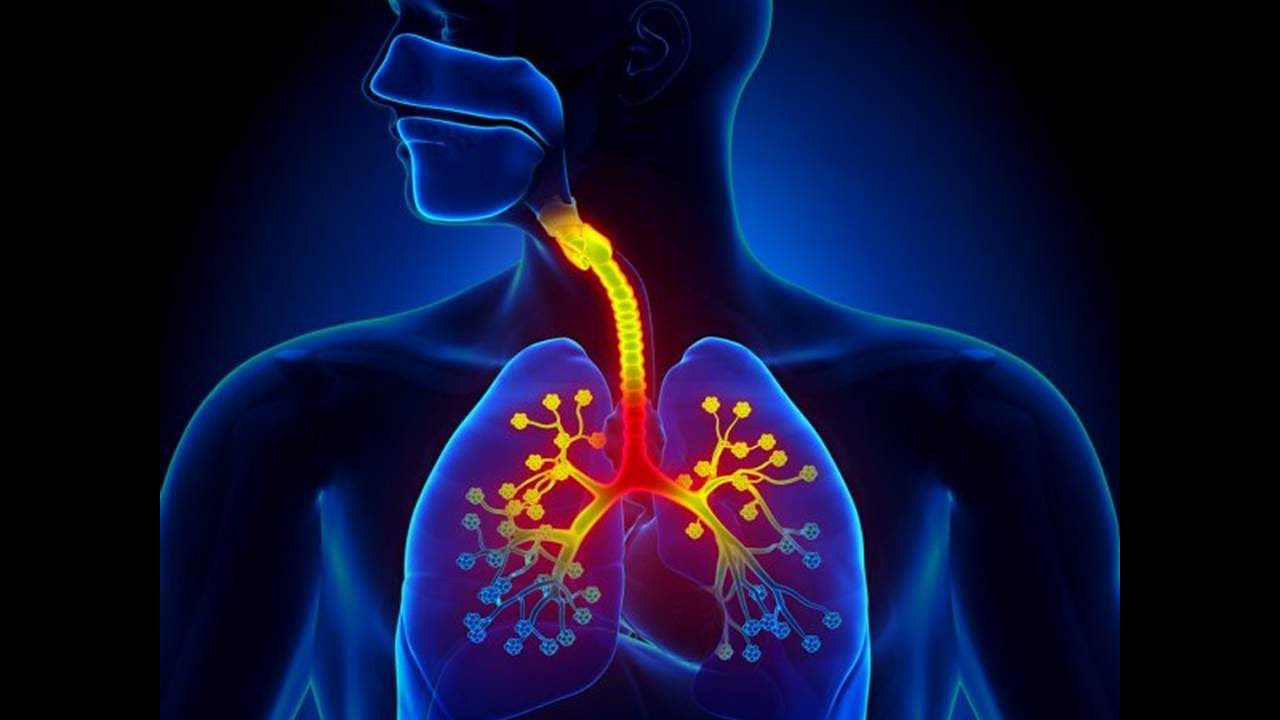Grade 9 l The Human Breathing System (RESPIRATORY SYSTEM) - YouTube