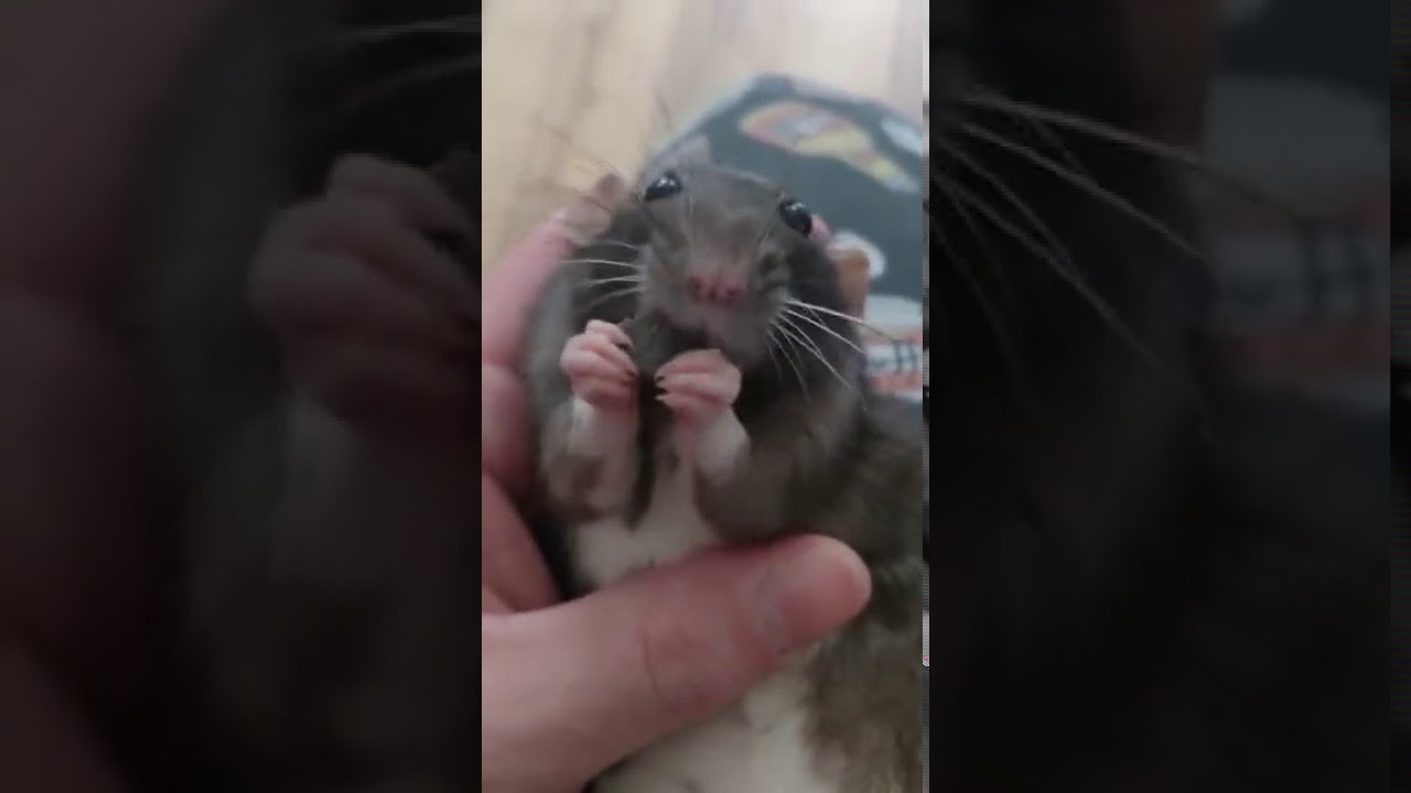 The Cutest Rat You Will Ever See - YouTube