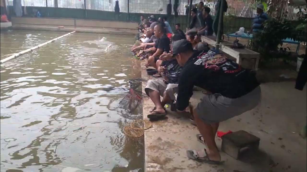 BEST OF BEST LOMBA MANCING IKAN MAS DI KOLAM PEMANCINGAN D'GOLDEN PANYINGKIRAN MJK (@asakmancing ...