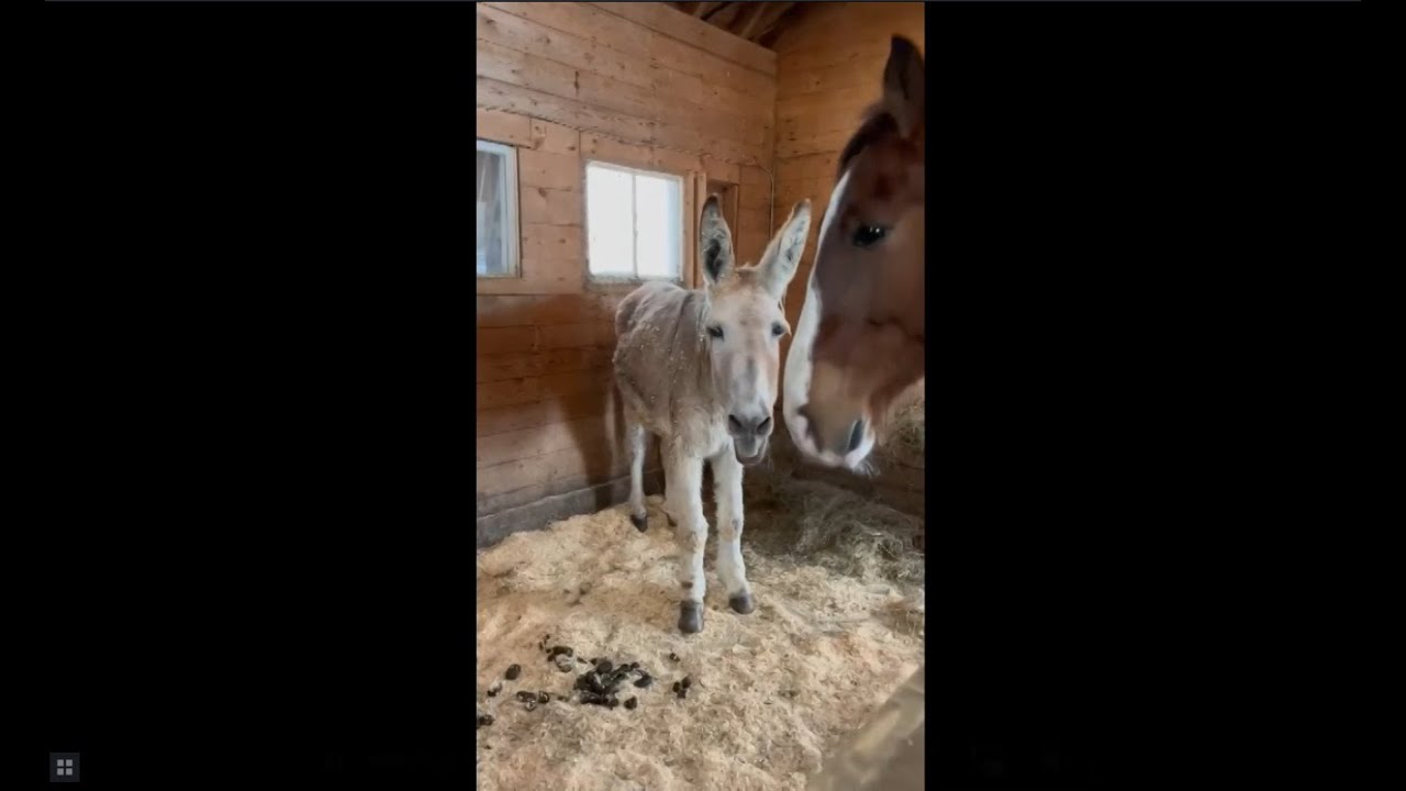 Goldy'sFarmAnimalSanctuary(ForFBbyCorey)Gertie(Woody'sMom)&Chester TY ...