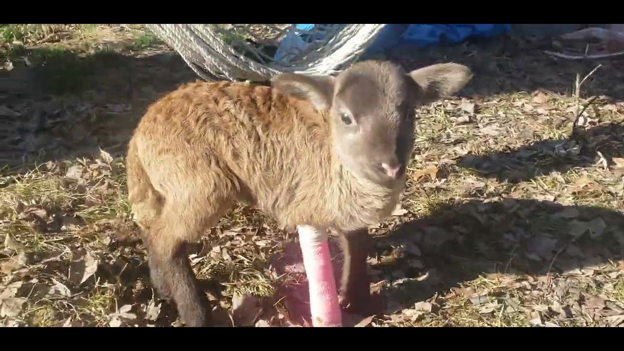 Chaplin the Lamb first outing outside with splinted leg - YouTube