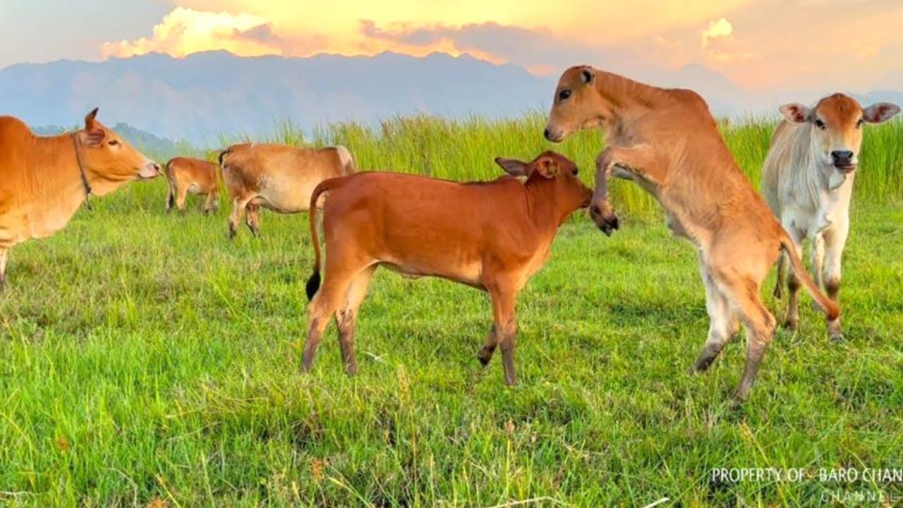 Cows sound mooing video | cute and funny little cows playing , jumping ...