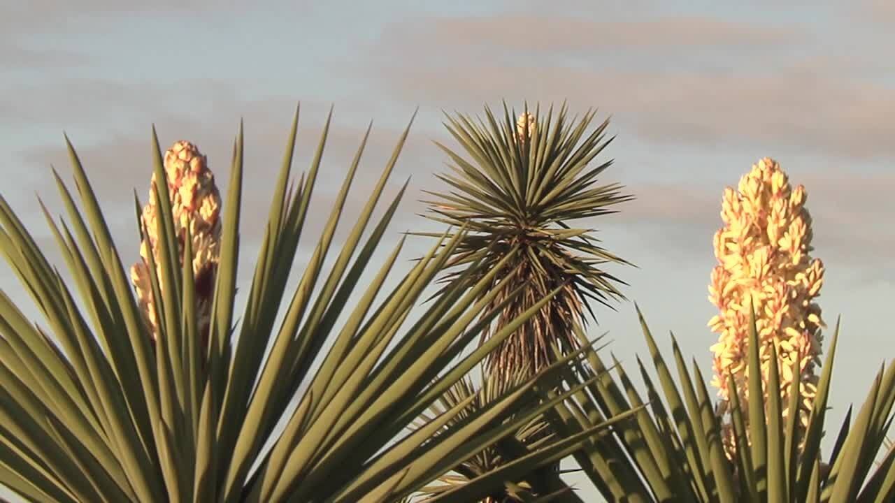 Richard Moore Outdoor Report: Yucca Sunsets - YouTube