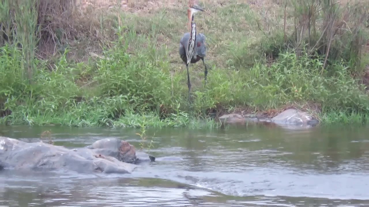 Goliath heron eating massive fish - YouTube
