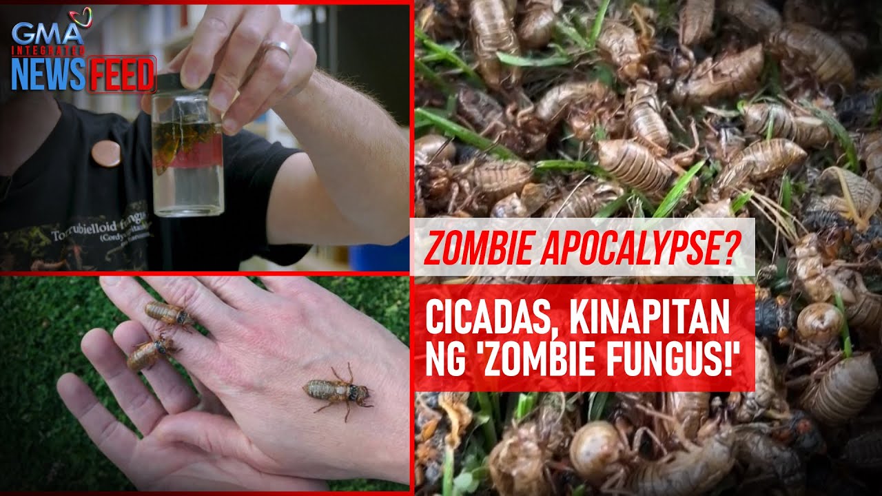 Zombie apocalypse? – Cicadas, kinapitan ng 'zombie fungus!' | GMA ...