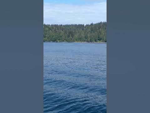 Orcas killing harbor porpoise, puget sound. Washington - YouTube