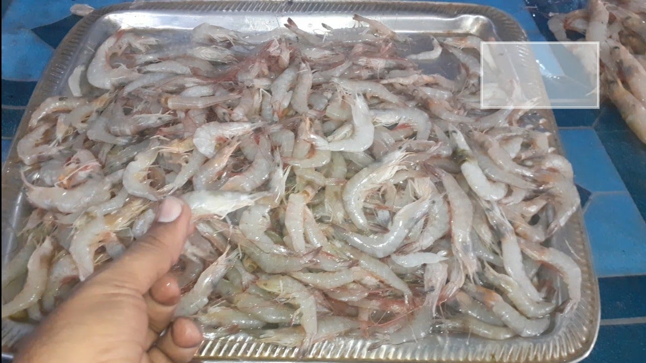 Fish Video | Latest Rates of Fish & Prawn Khadda Fish Market Karachi ...