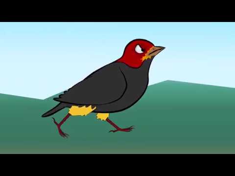 Bird walk cycle animation / Red-capped Manakin - YouTube