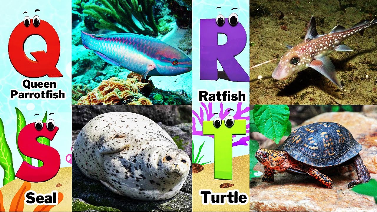 ABC - Alphabet Song - ABC Song - Collection - 2024 #1077 - YouTube