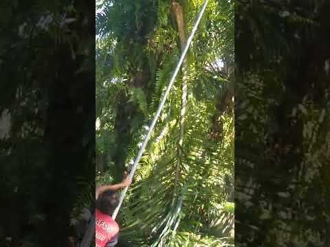 tukang manten handal