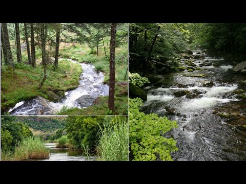 🐦🎶 Bird Sounds: Serene Melodies of Nature for Relaxing WhatsApp Status 🌳 | Birds Sound Status 2