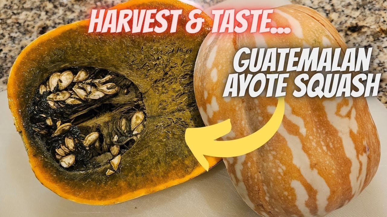 What's Ayote Squash Even Taste Like? 😮 Garden to Table! || DHBG - YouTube