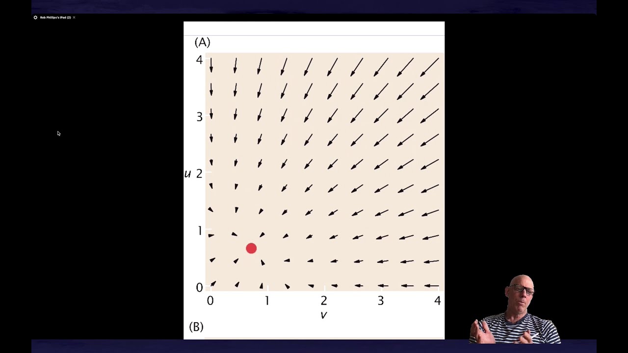 Rate equations for the mutual repression switch - YouTube