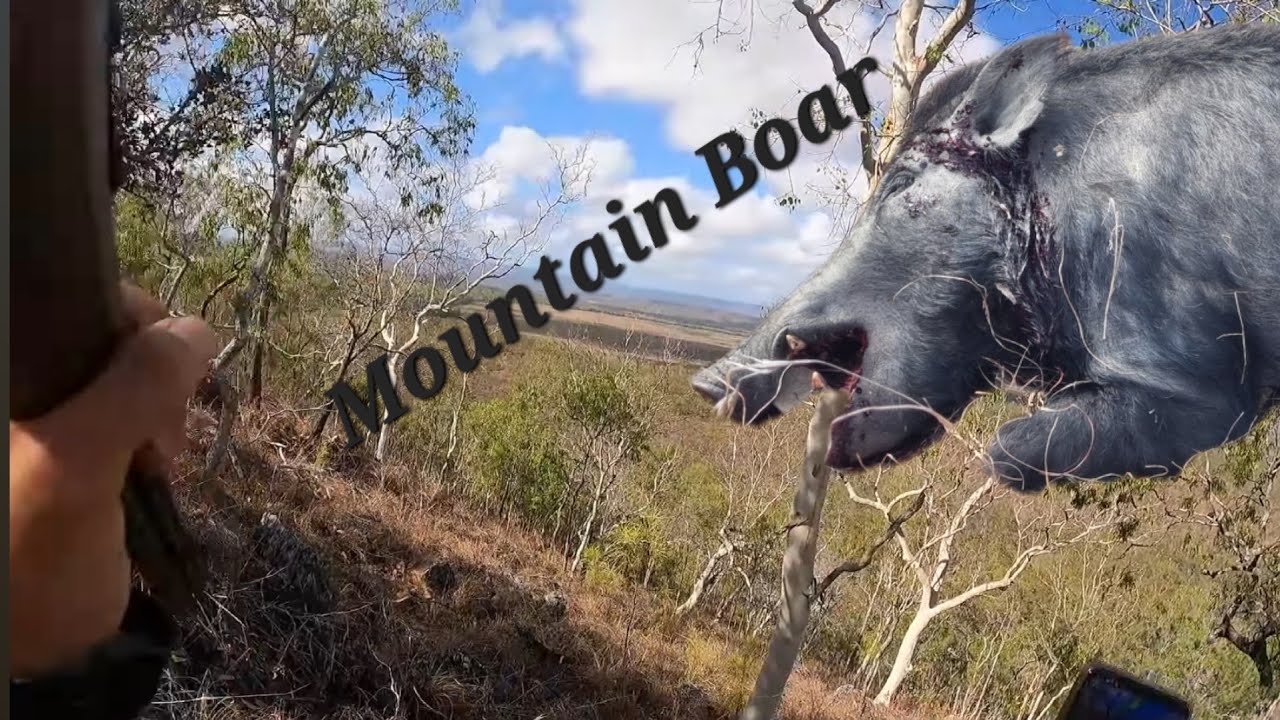 Boars before the Wet Season Part 2, Mountain Boar!! - YouTube