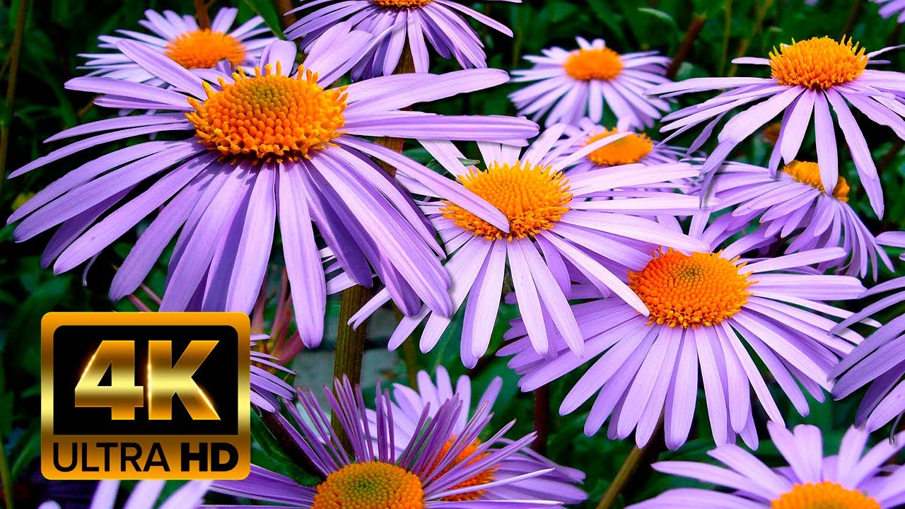 Blooming flowers 4K - YouTube