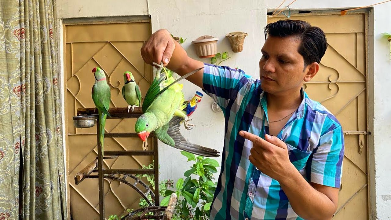 How to Train a Tame Parrot | Parrot ko Hand Tame kaise Sikhaya Jata hy ...