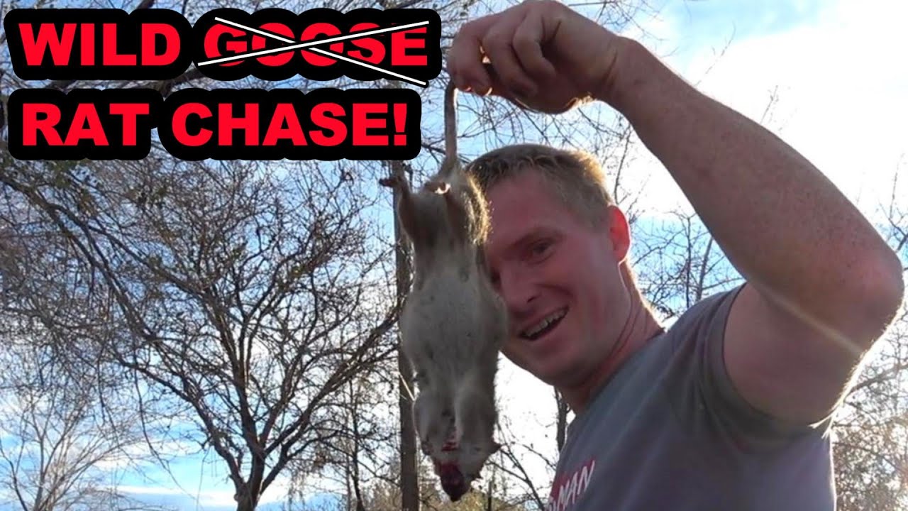 Wild Rat Chase at the Farm! - YouTube