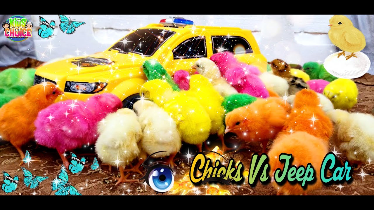 Colorful Hen Chicks Vs Jeep Car | Murghi Chicks Playing with Car ...