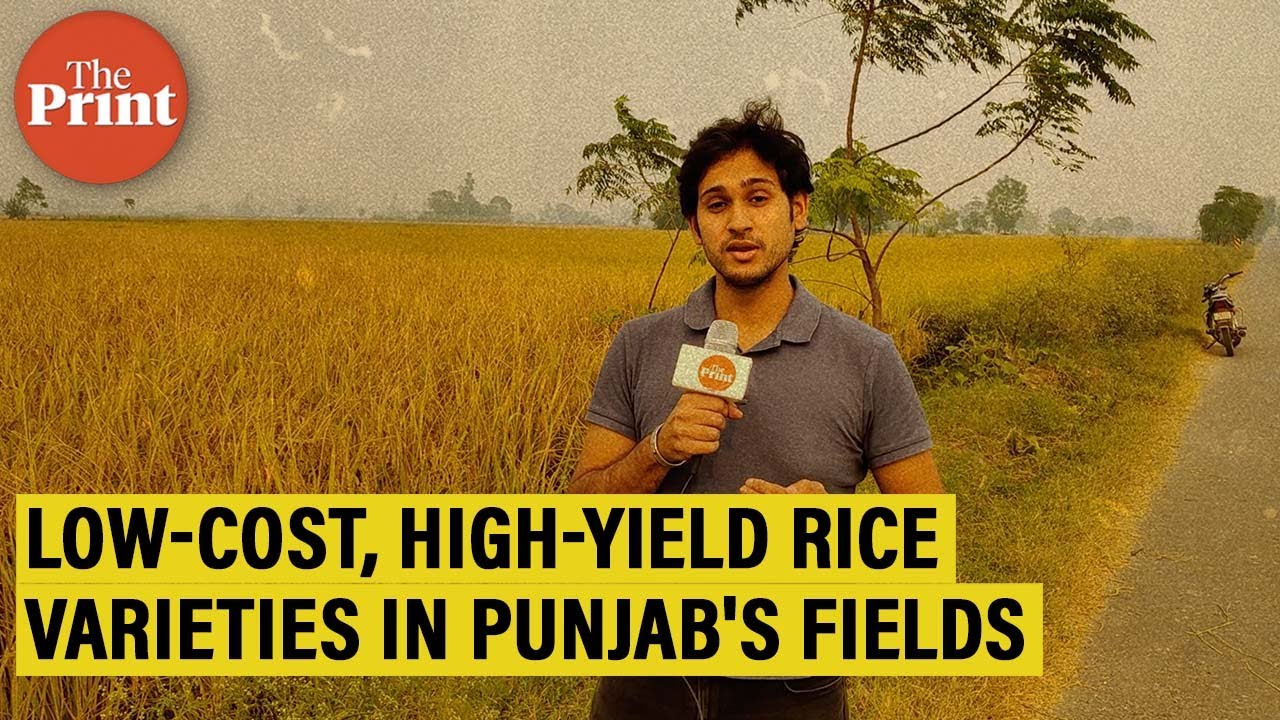 In Punjab’s paddy fields, farmers hail ‘revolution’ of new low-cost ...