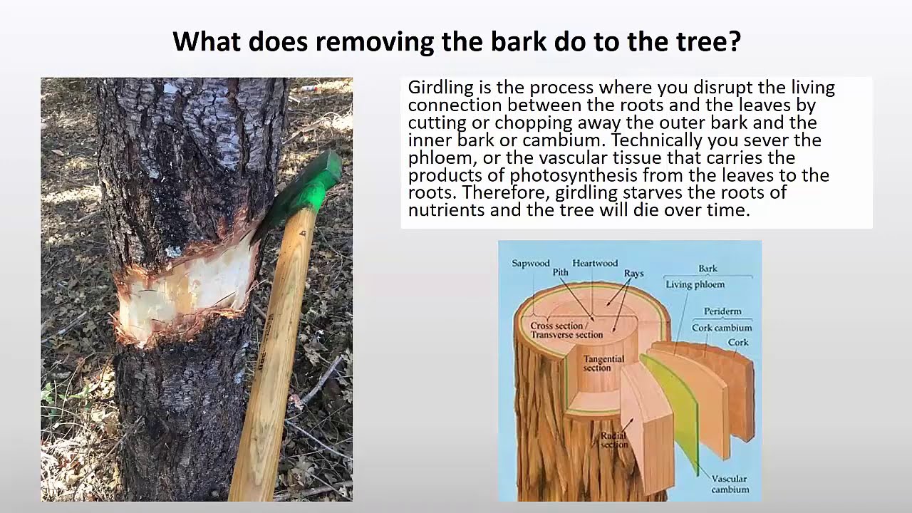 Use of Girdling as a Tool for Oak Woodland/Prairie Restoration - YouTube