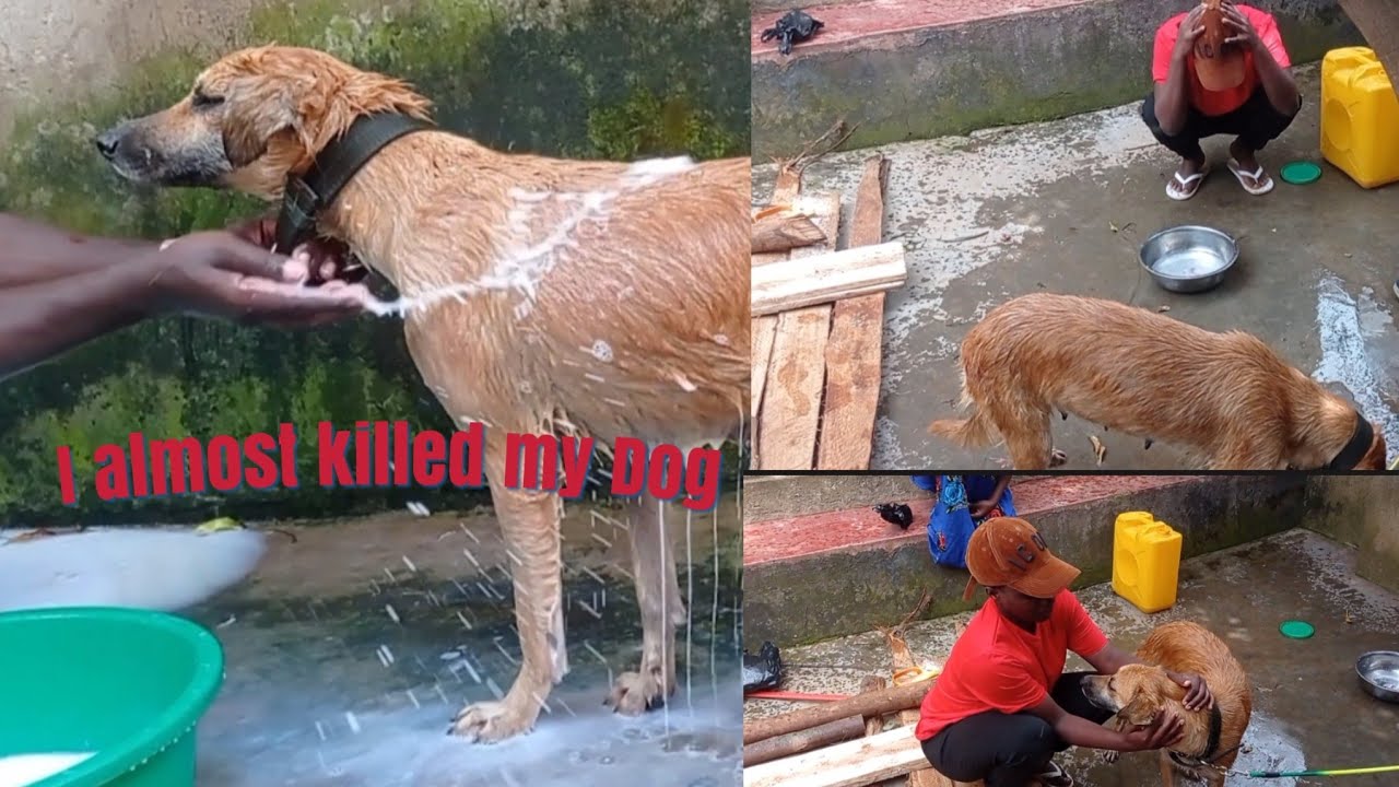 Bathing my dog for the first time went wrong!! - YouTube