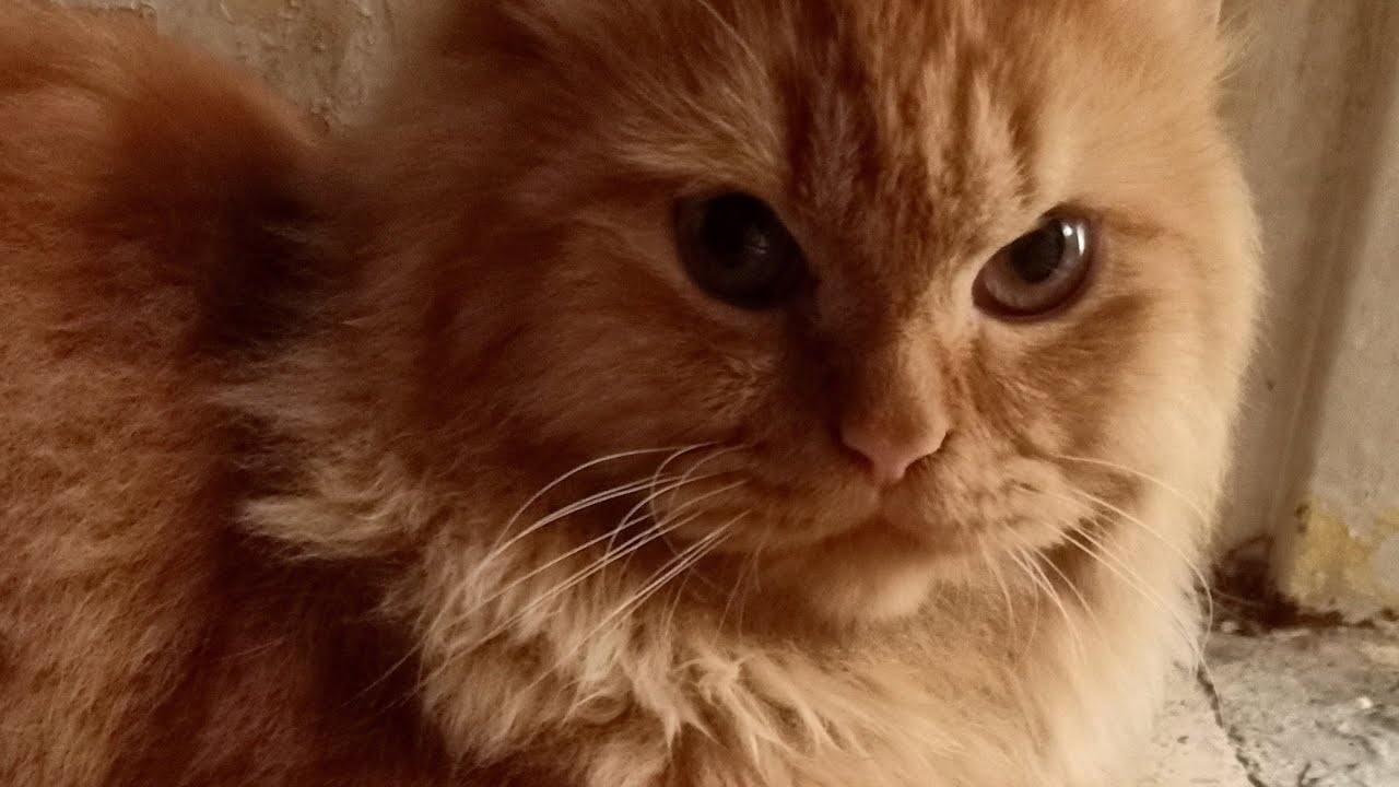 Meow Magic - The Golden Cat Edition for Instant Joy! - YouTube