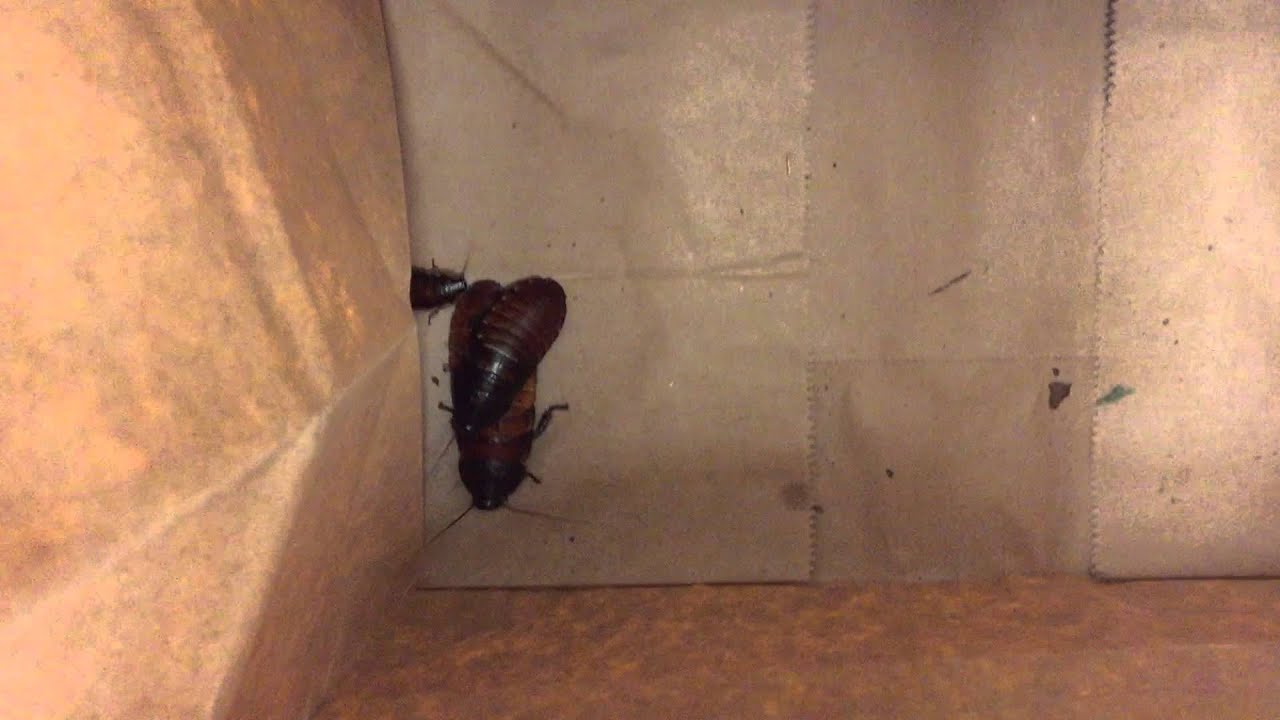 Male v Female Hissing Cockroaches - YouTube
