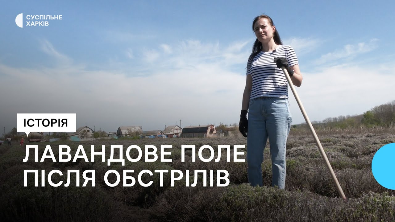 «Сюди вкладена душа лавандове поле на Харківщині готують до сезону