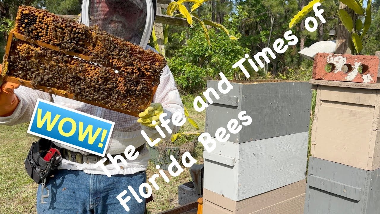 The Life and Times of Florida Bees - YouTube