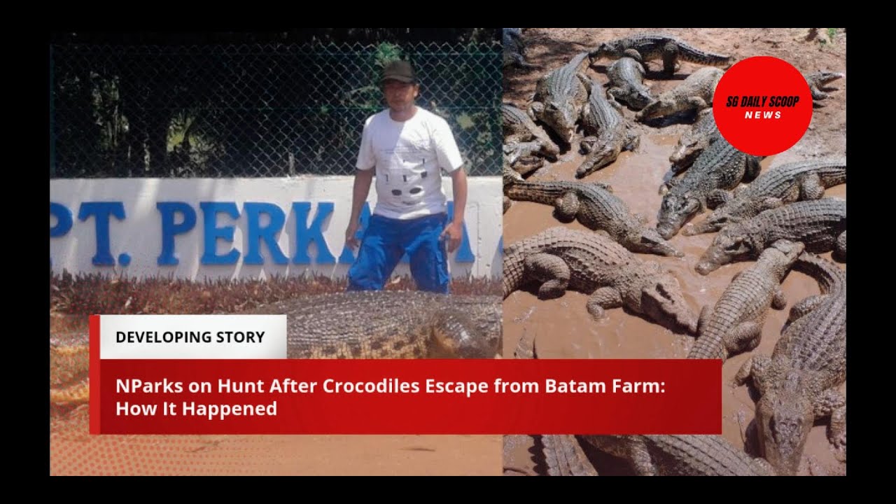 NParks on Hunt After Crocodiles Escape from Batam Farm: How It Happened ...